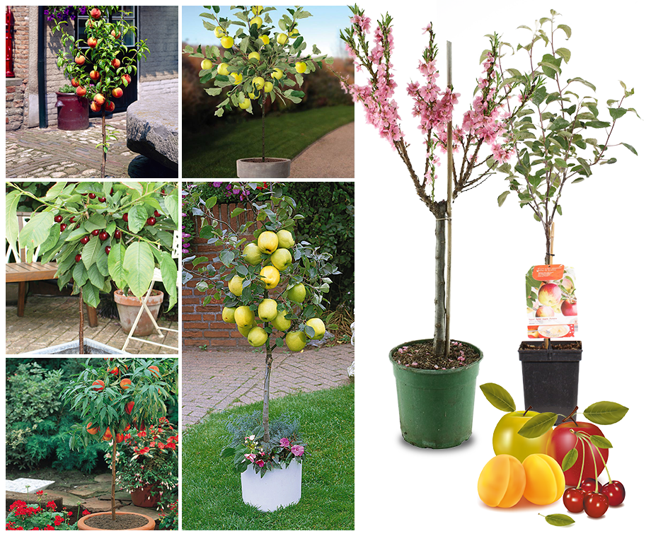 Fruitbomen Voor Je Tuin, Terras Of Balkon - Keuze Uit 8 Unieke ...