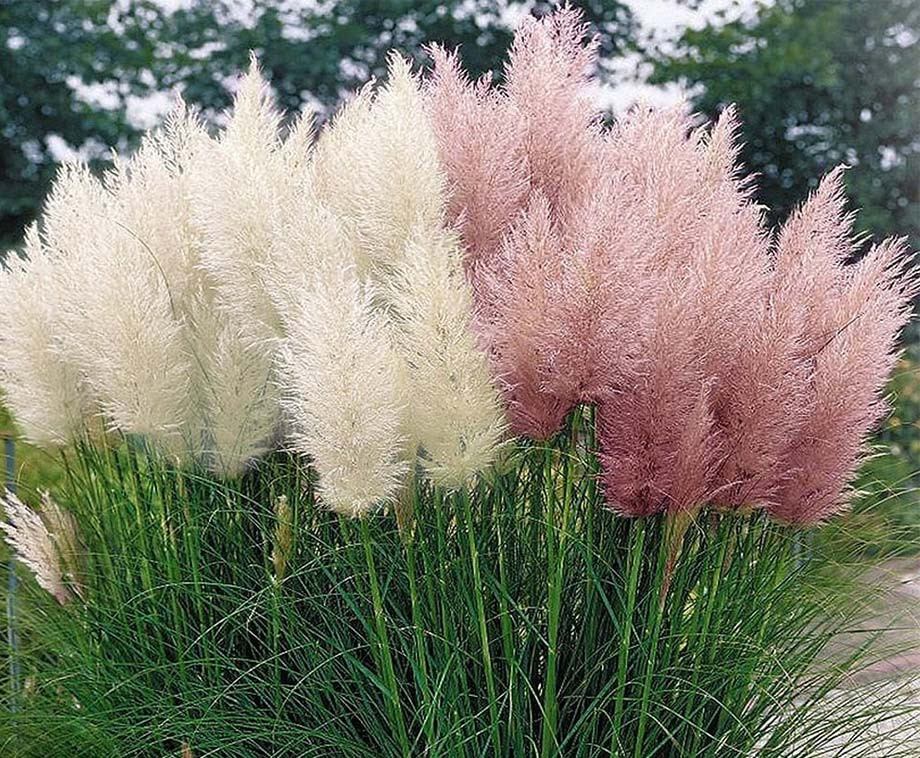 Roze Pluim Bloem - Bloemen