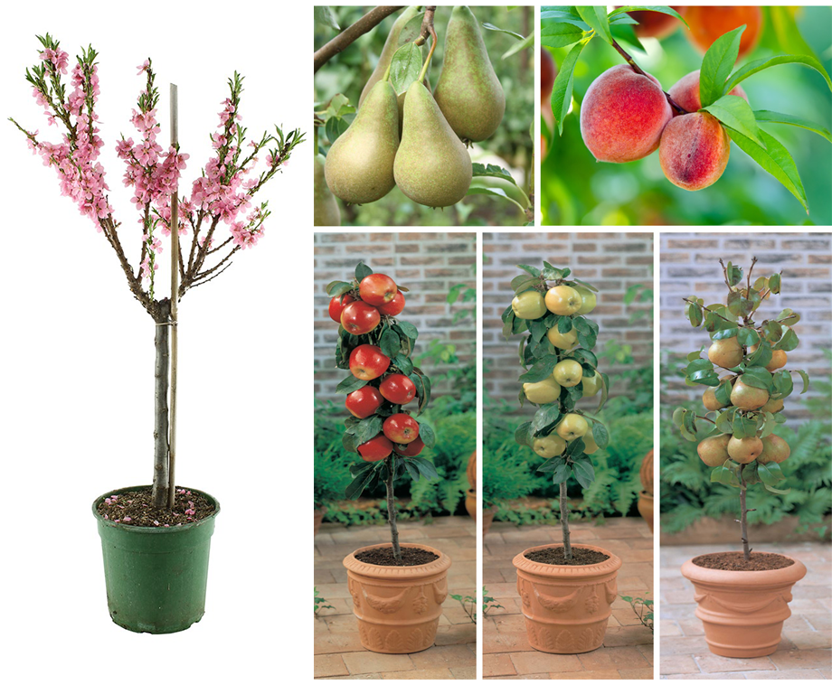 Fruitbomen Voor Je Tuin, Terras Of Balkon Aanbieding ⏰ | Voo